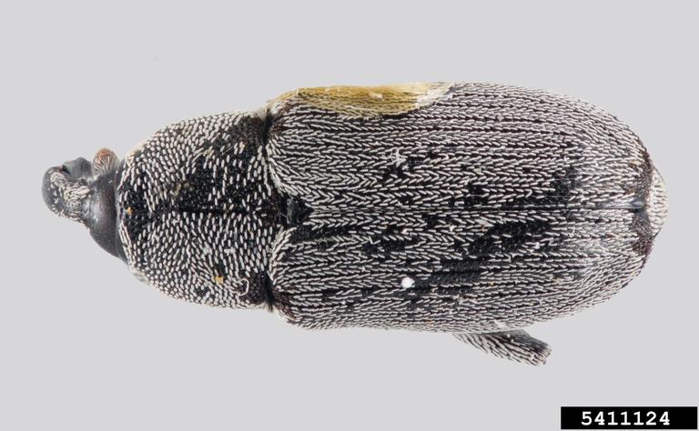 potato stalk borer (Trichobaris trinotata (Say, 1831))