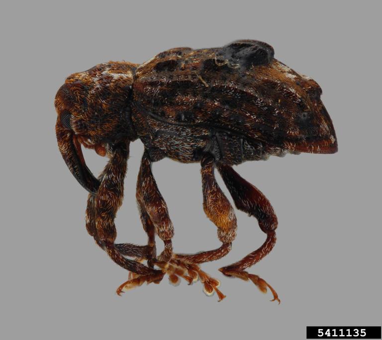 plum curculio (Conotrachelus nenuphar (Herbst, 1797))