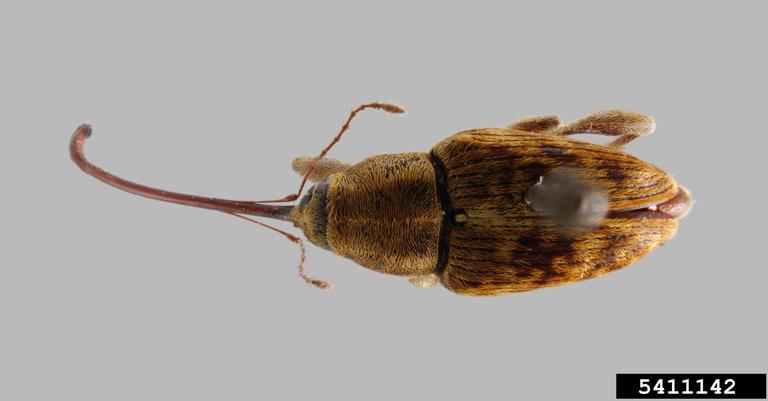 small chestnut weevil (Curculio sayi (Gyllenhal, 1836))