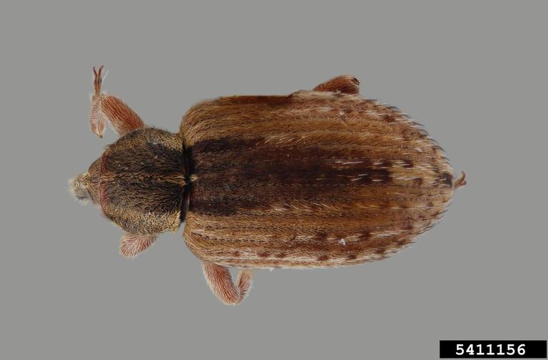 alfalfa weevil (Hypera postica (Gyllenhal, 1813))