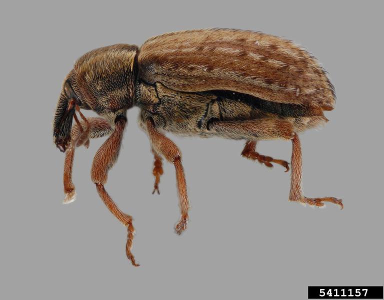 alfalfa weevil (Hypera postica (Gyllenhal, 1813))