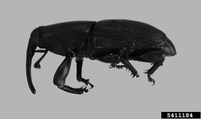 yucca weevil (Scyphophorus yuccae Horn, G.H., 1873)