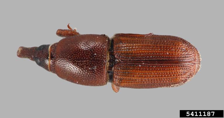 tamarind weevil (Sitophilus linearis (Herbst, 1797))
