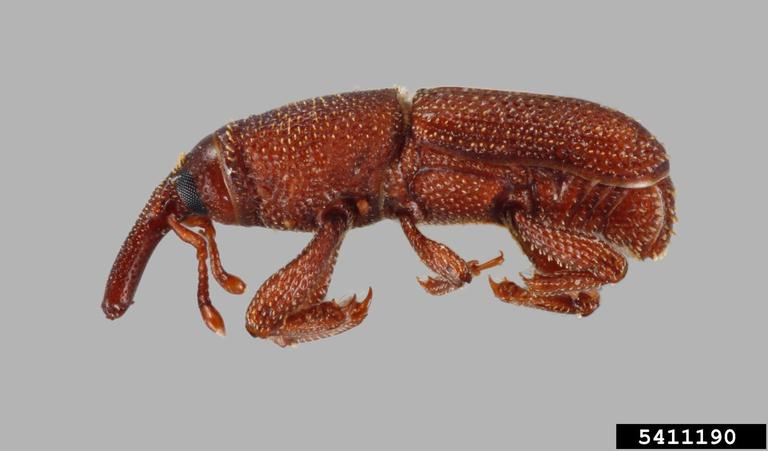 rice weevil (Sitophilus oryzae (Linnaeus, 1763))