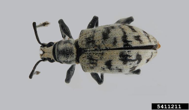 exotic weevil (Myllocerus undecimpustulatus Faust, 1891)
