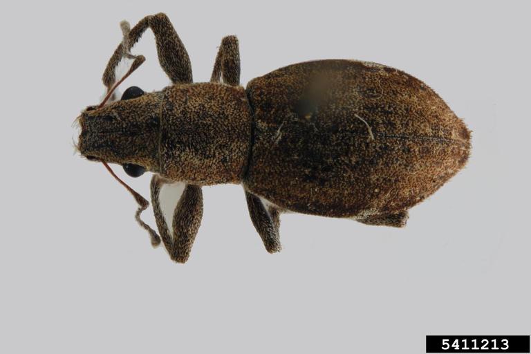 Fuller rose beetle (Pantomorus cervinus (Boheman, 1840))