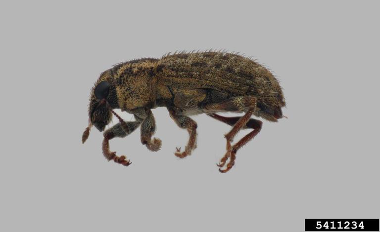 clover root curculio (Sitona hispidulus (Fabricius, 1776))