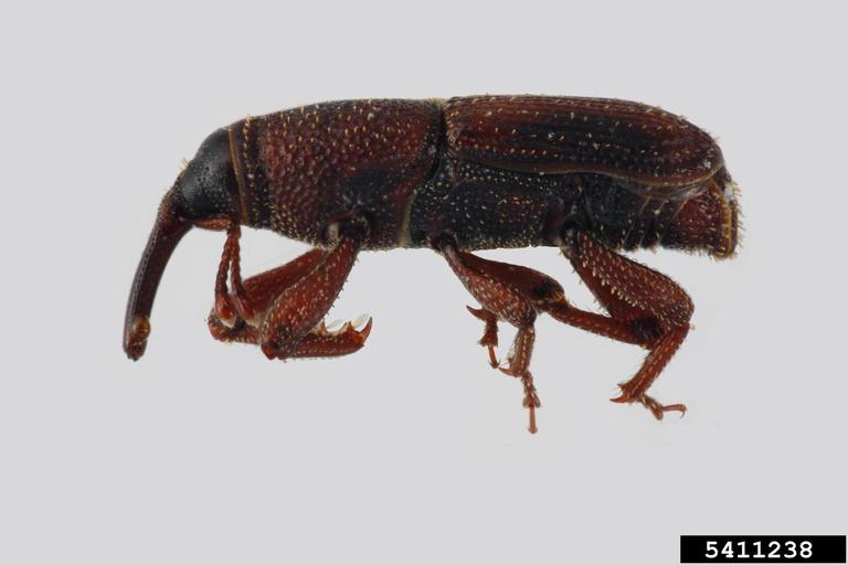 maize weevil (Sitophilus zeamais Motschulsky, 1855)