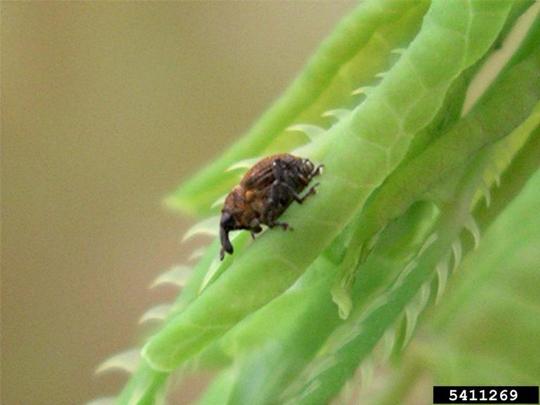 mile-a-minute weevil (Rhinoncomimus latipes Korotyaev, 1997)
