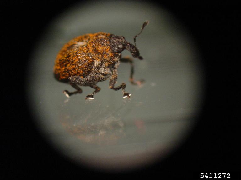 mile-a-minute weevil (Rhinoncomimus latipes Korotyaev, 1997)