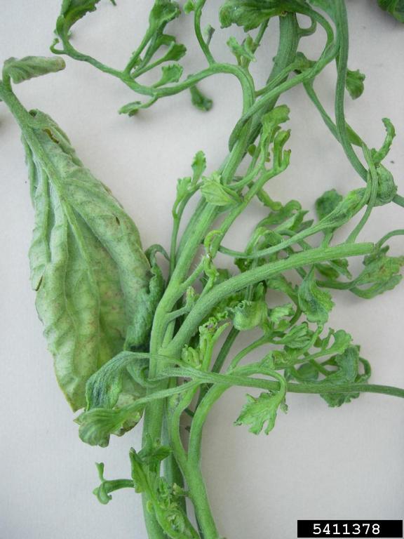cucumber mosaic virus (CMV) (Cucumovirus Cucumber mosaic virus (CMV))