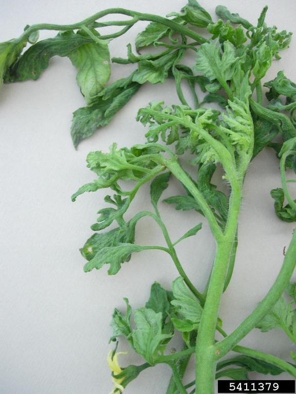 cucumber mosaic virus (CMV) (Cucumovirus CMV)