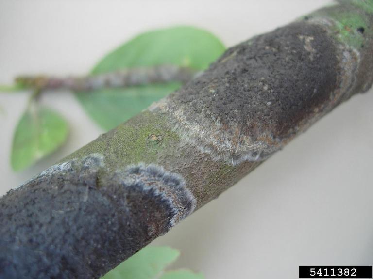 felt fungus (Septobasidium fumigatum)