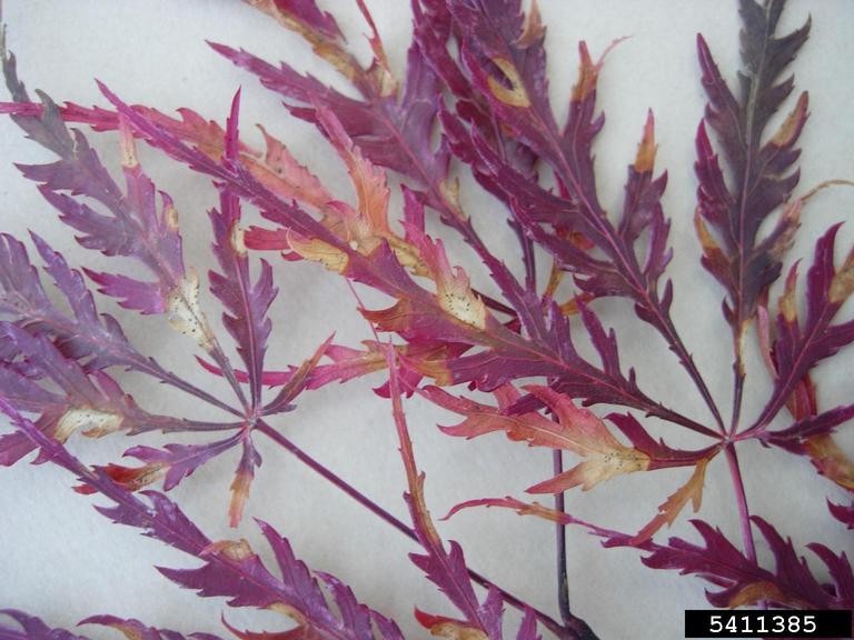 Phyllosticta leaf spot (Phyllosticta minima (Berk. & M.A. Curtis ...