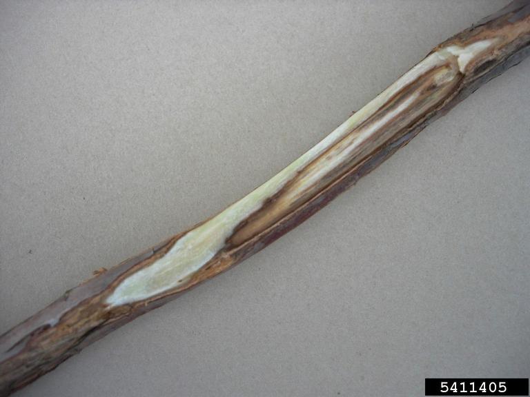 Botryosphaeria rots and cankers (Genus Botryosphaeria)