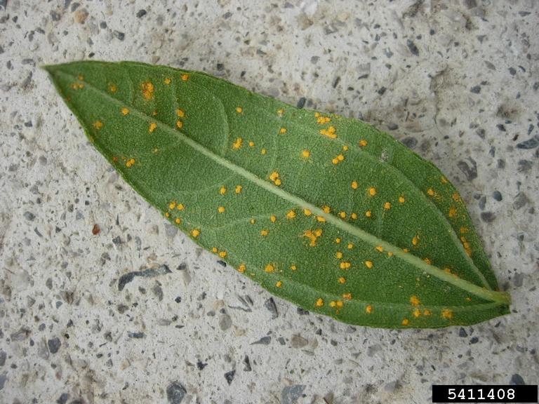 rust (Coleosporium helianthi)