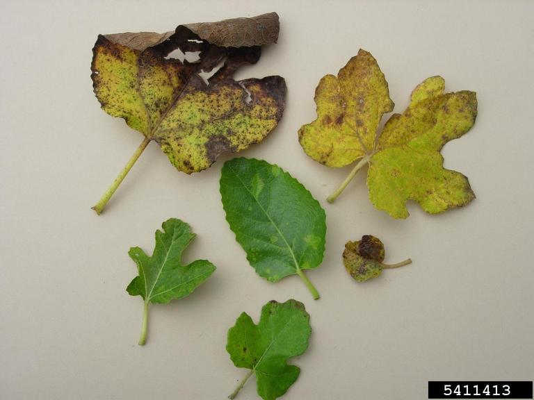 fig rust (Cerotelium fici ) on fig/banyan (Ficus spp. ) - 5411413