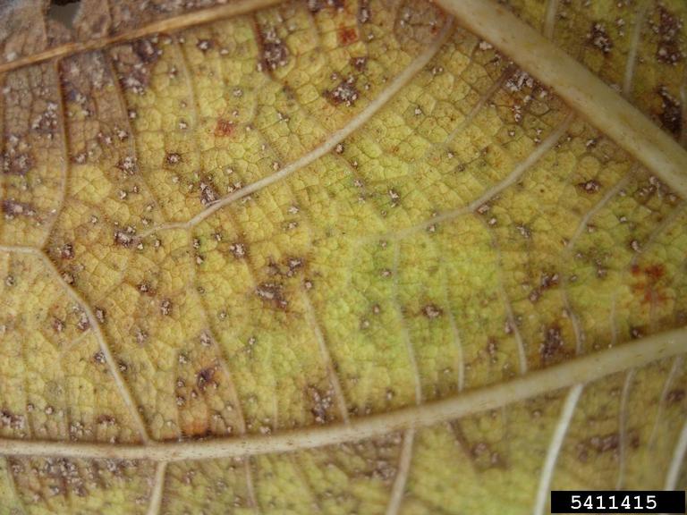 fig rust (Cerotelium fici)