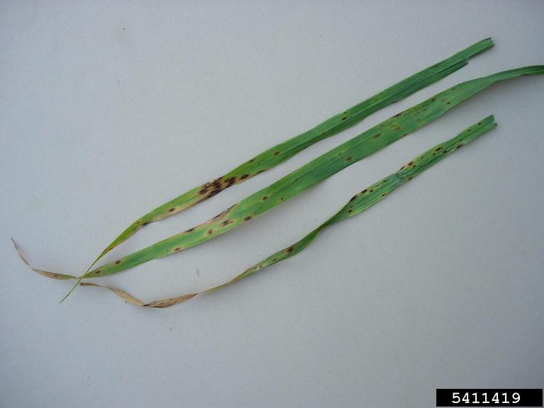 Cochliobolus leaf spot (Bipolaris sorokiniana)