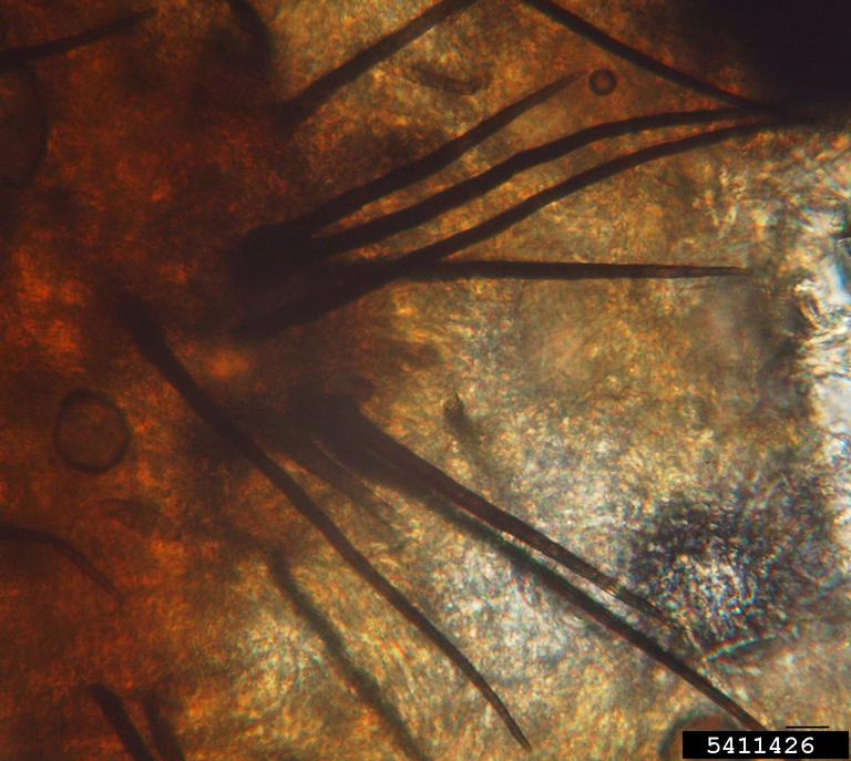 anthracnose (Colletotrichum trichellum ) on English ivy (Hedera helix ...