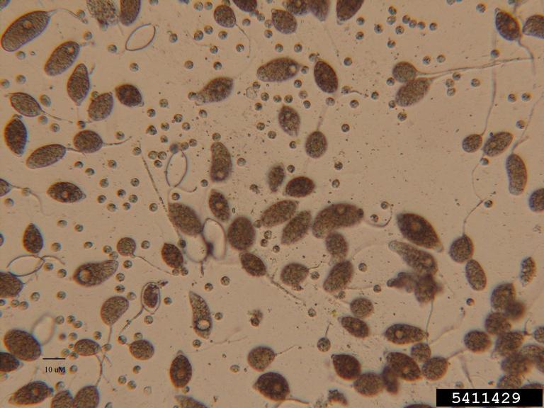 Phytophthora blight (Phytophthora capsici)