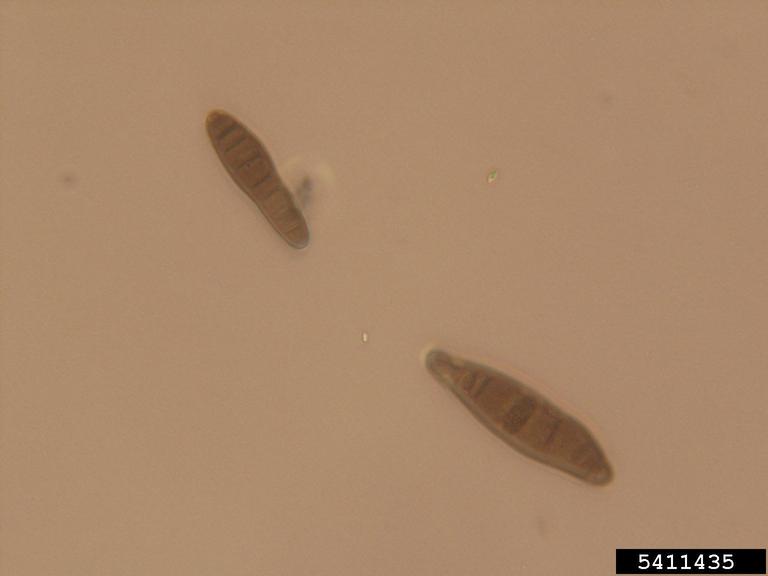 Cochliobolus leaf spot (Bipolaris sorokiniana)