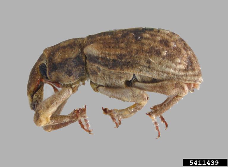 water weevil (Lissorhoptrus isthmicus Kuschel, 1952)
