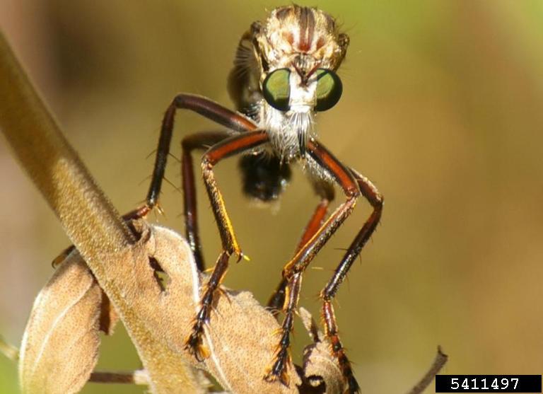 prairie robber fly (Diogmites angustipennis Loew, 1866)