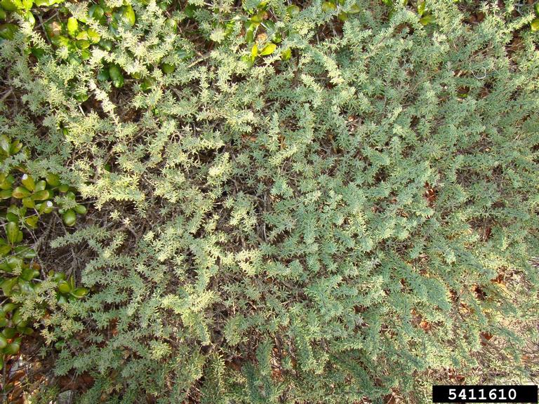 false rosemary (Conradina canescens Gray)