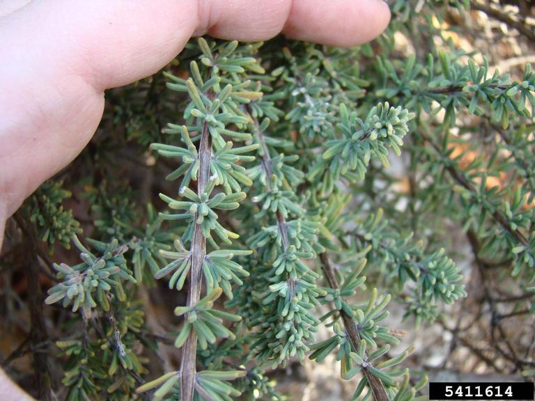 false rosemary (Conradina canescens Gray)