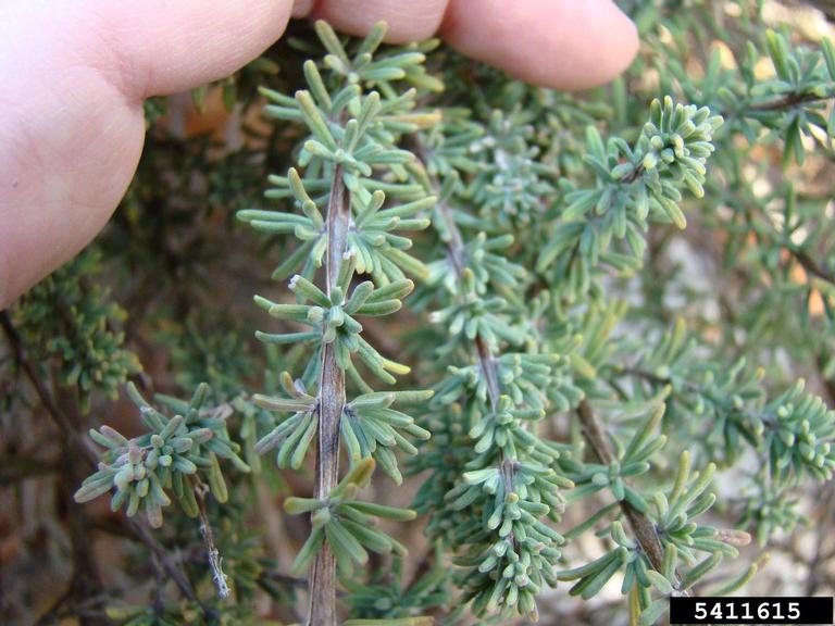 false rosemary (Conradina canescens Gray)
