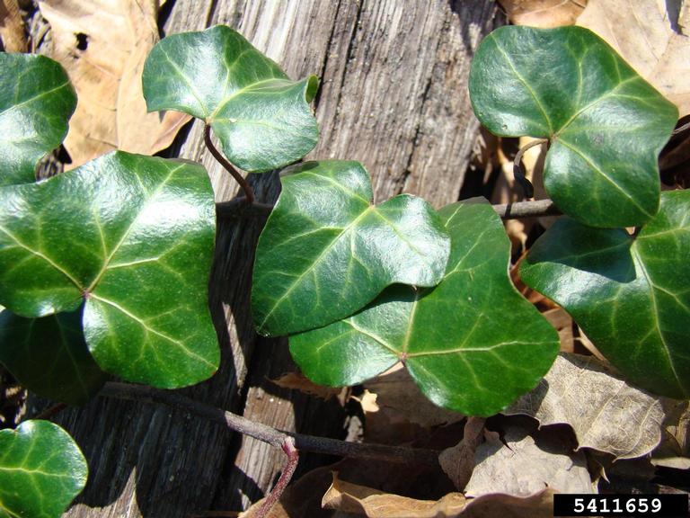 English ivy (Hedera helix L.)