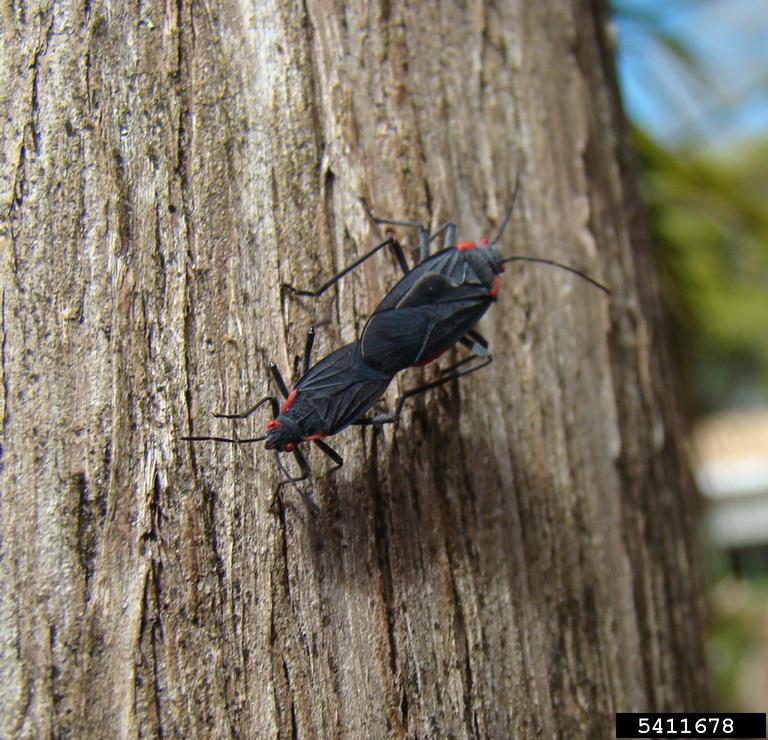 goldenrain-tree bug, Jadera haematoloma (Hemiptera: Rhopalidae) - 5411678