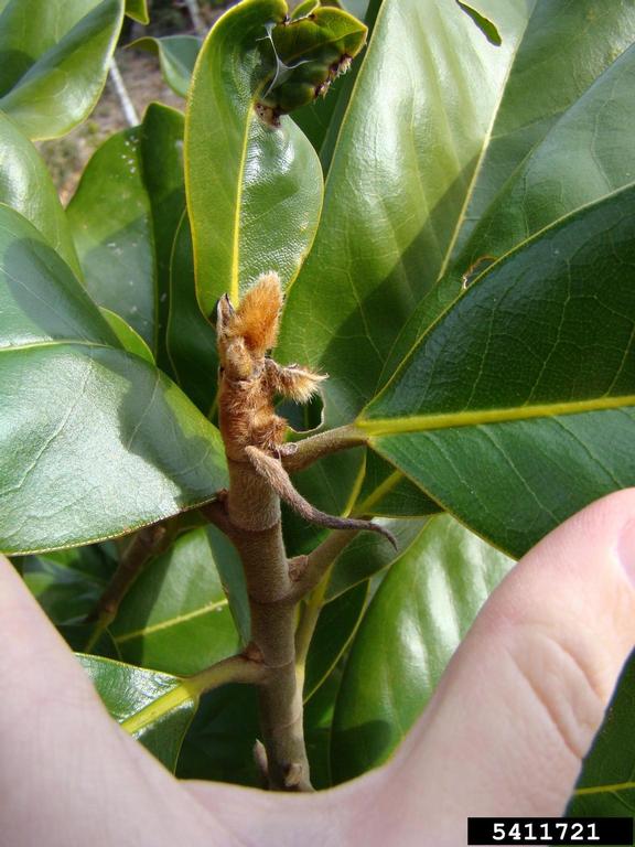 southern magnolia (Magnolia grandiflora L.)