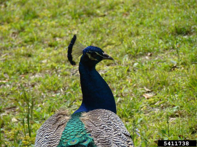 Indian peafowl (Pavo cristatus)