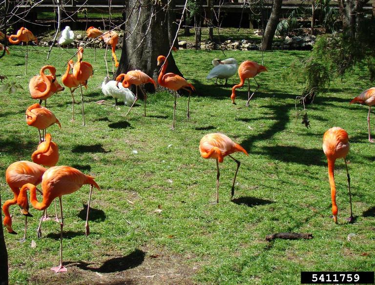 greater flamingo (Phoenicopterus ruber Linnaeus)
