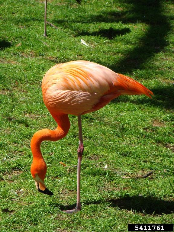 greater flamingo (Phoenicopterus ruber Linnaeus)