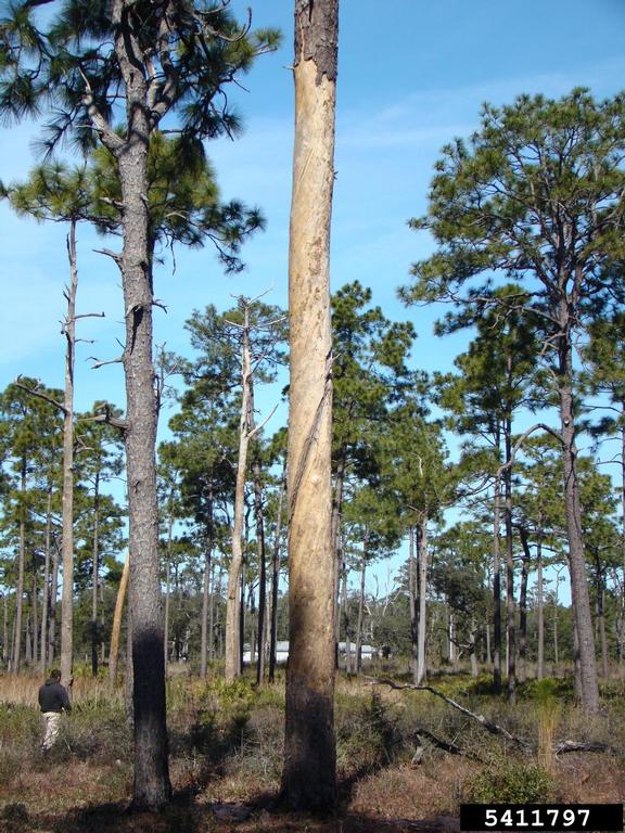 longleaf pine (Pinus palustris)
