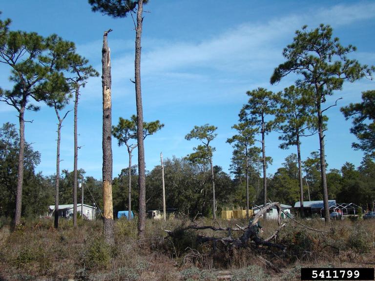 longleaf pine (Pinus palustris)