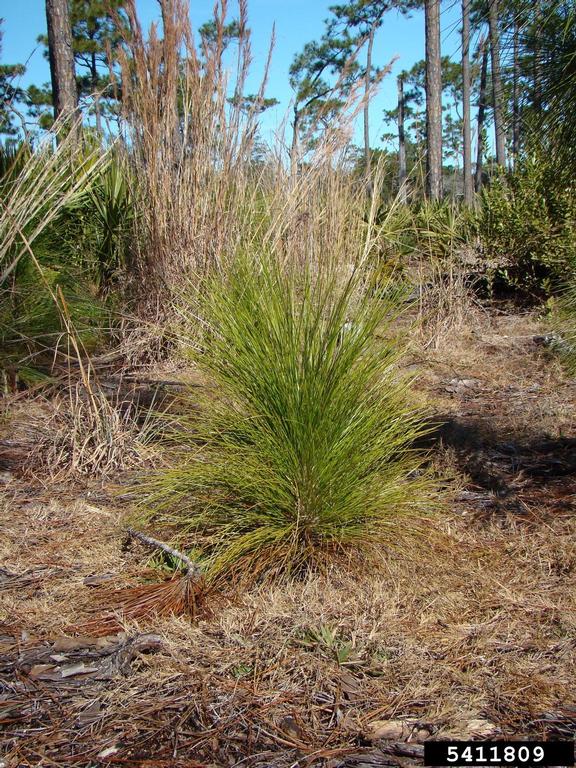 longleaf pine (Pinus palustris P. Mill.)