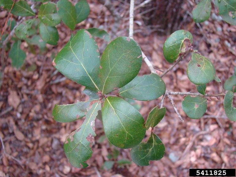 Quercus Myrtifolia Quercus Myrtifolia (Myrtle Oak) FSUS