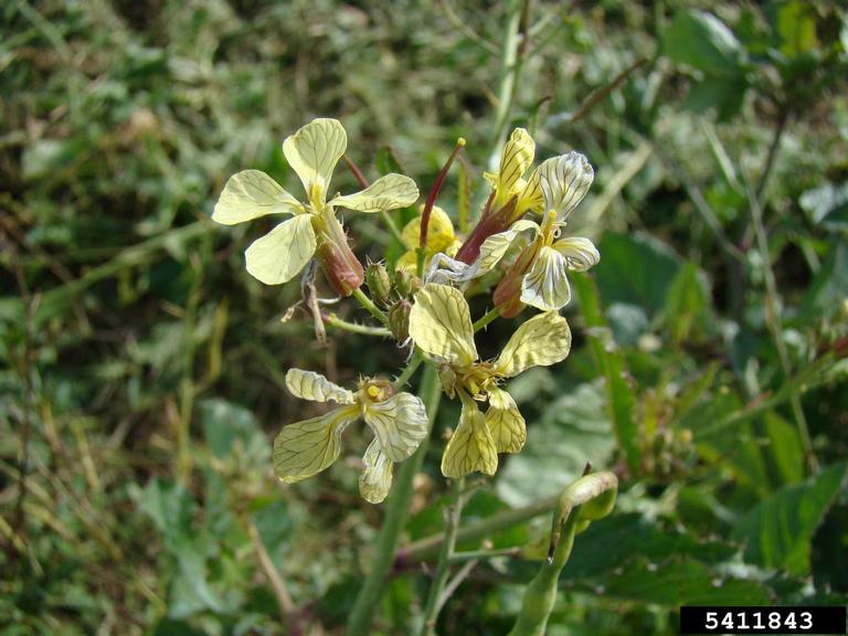 wild radish (Raphanus raphanistrum L.)
