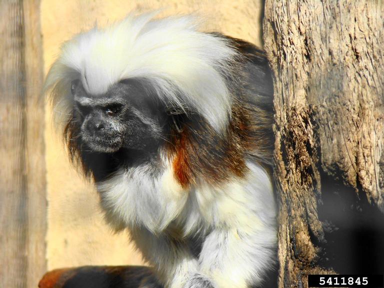 cotton-top tamarin (Saguinus oedipus (Linnaeus, 1758))