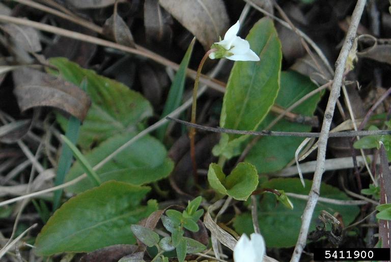 sweet white violet (Viola blanda Willd.)