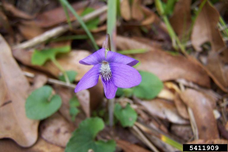 common blue violet (Viola sororia)