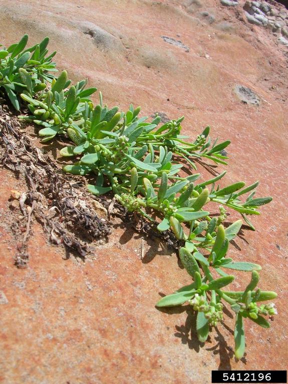 seaside heliotrope (Heliotropium curassavicum L.)