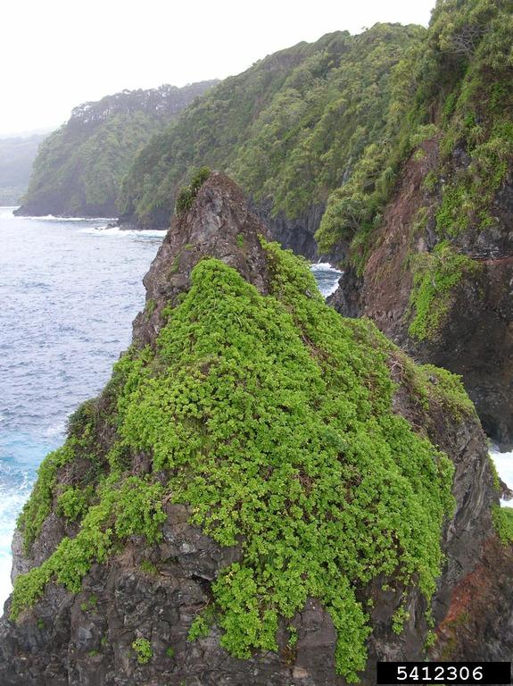 makou (Peucedanum sandwicense Hillebr.)