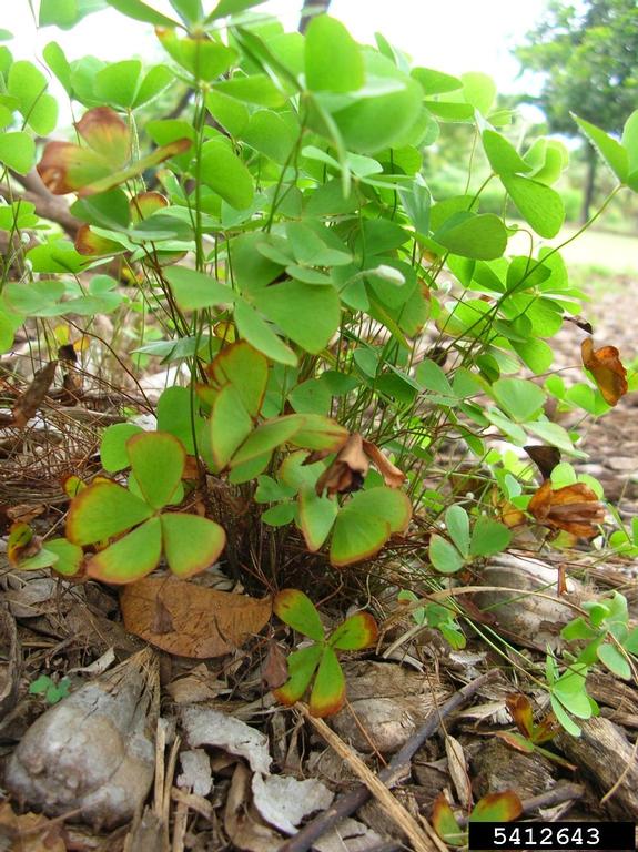 villous waterclover (Marsilea villosa)