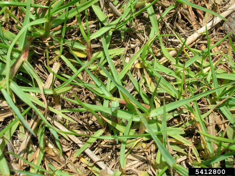 seashore paspalum (Paspalum vaginatum Sw.)