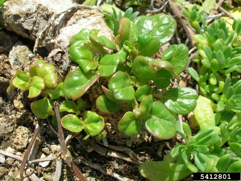 anena (Boerhavia repens L.)